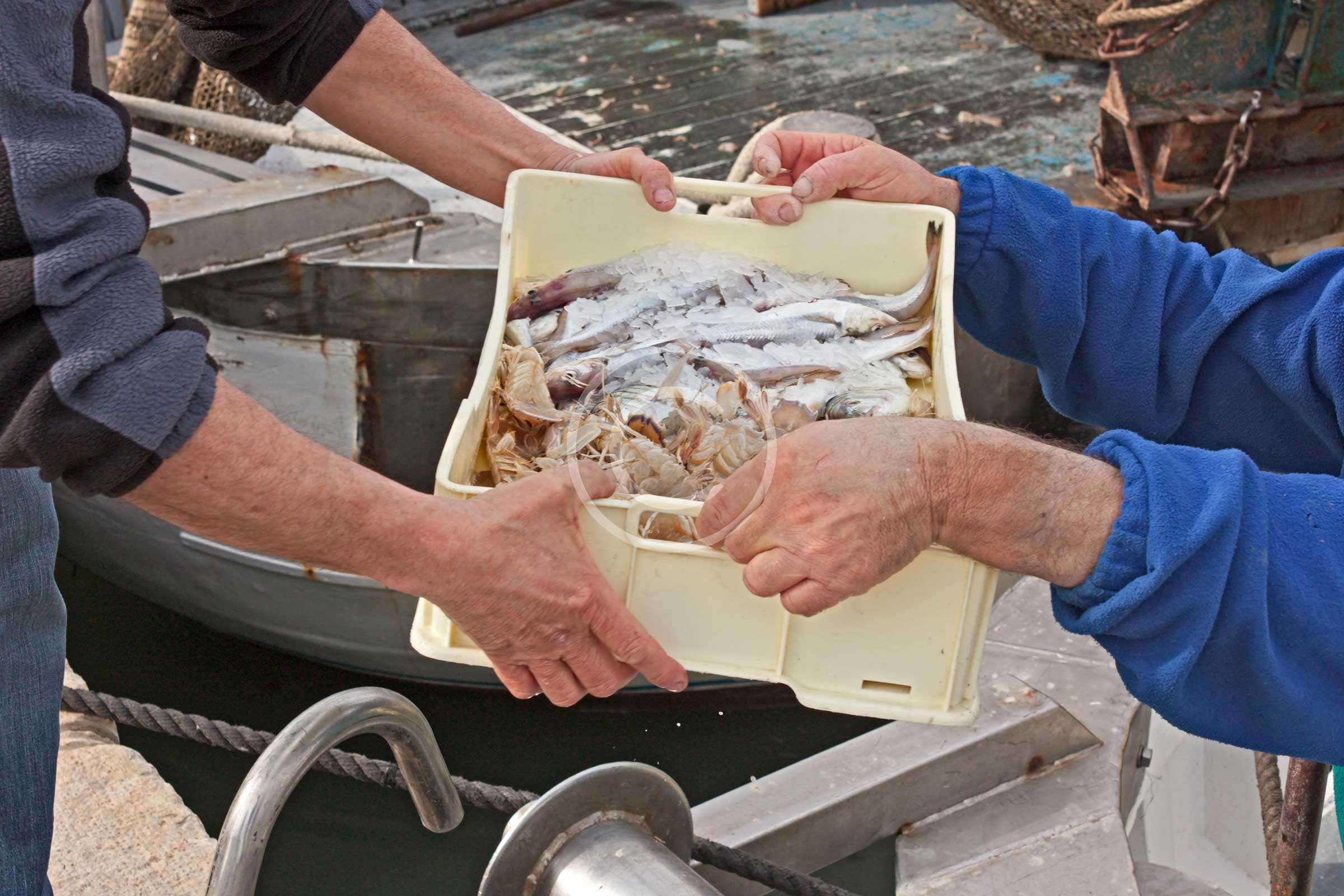 Seafood Industry – Fischhandel Gehricke